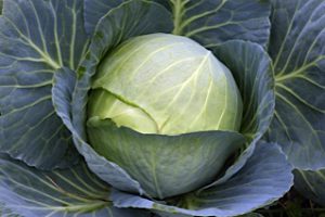 CABBAGE F1 KK CROSS – Asian and tropical vegetable seeds