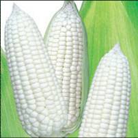 CORN (STICKY WHITE) NO 1 – Asian and tropical vegetable seeds