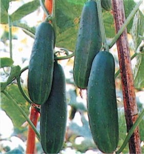 CUCUMBER F1 GREEN 10 – Asian and tropical vegetable seeds