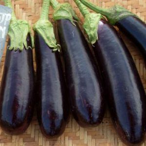 AFRICAN EGGPLANT JAXATU KEUR MBIR NDAO – Asian and tropical vegetable seeds