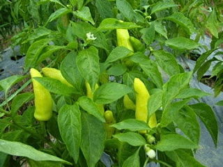 HOT PEPPER YELLOW SUN – Asian and tropical vegetable seeds