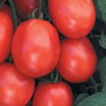 TOMATO F1 COBRA – Asian and tropical vegetable seeds
