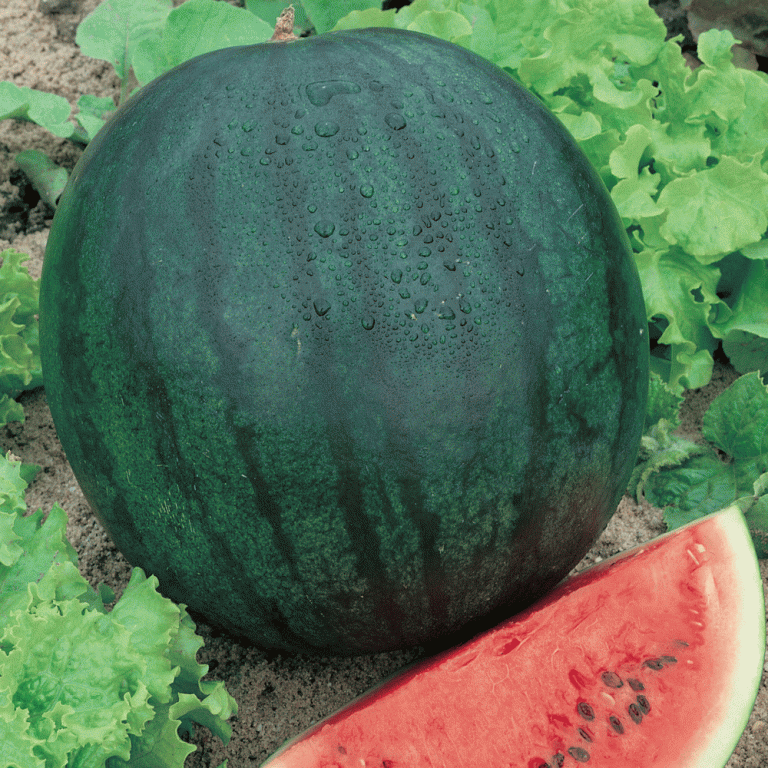 WATERMELON F1 CRIMSON KING GR-252 – Asian and tropical vegetable seeds