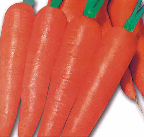 ca rot kuroda – Asian and tropical vegetable seeds