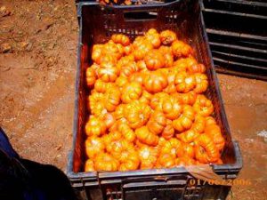 AFRICAN EGGPLANT JAXATU KEUR MBIR NDAO – Asian and tropical vegetable seeds