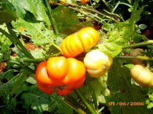 AFRICAN EGGPLANT JAXATU KEUR MBIR NDAO – Asian and tropical vegetable seeds