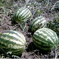 WATERMELON F1 CRIMSON OMEGA – Asian and tropical vegetable seeds