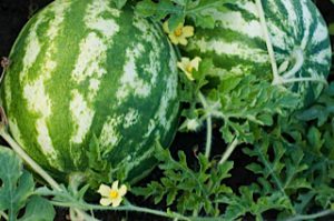 WATERMELON F1 CRIMSON OMEGA – Asian and tropical vegetable seeds