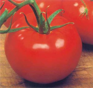 TOMATE F1 SUMO – Asian and tropical vegetable seeds