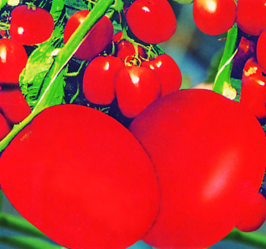 TOMATO F1 NINJA (GREEN) – Asian and tropical vegetable seeds