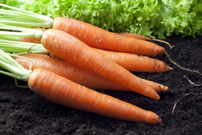 CARROT NEW KURODA – Asian and tropical vegetable seeds