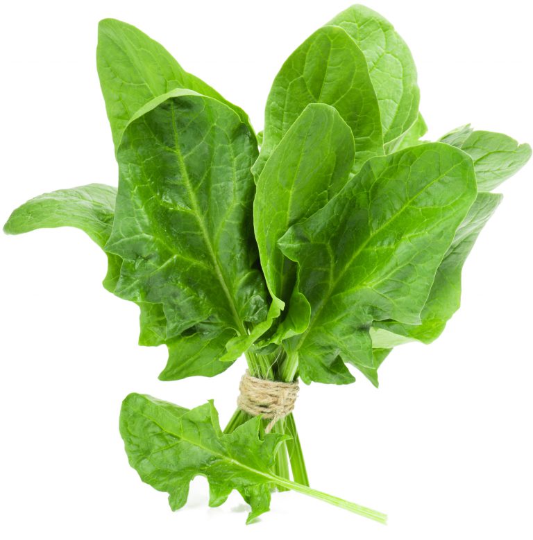 HYBRID SPINACH F1 ROTAN SPI4 – Asian and tropical vegetable seeds