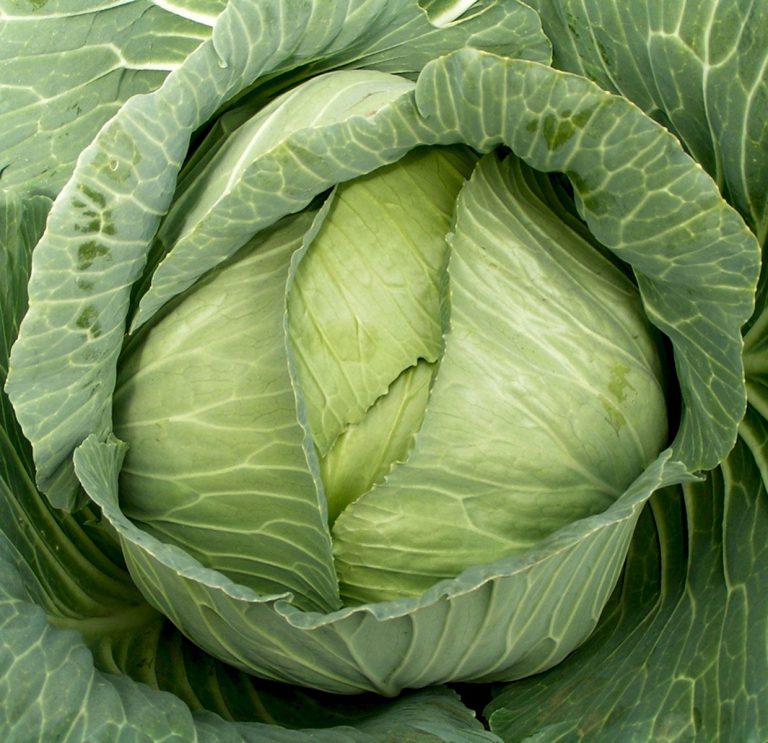 CABBAGE F1 AFRICA CROSS – Asian and tropical vegetable seeds