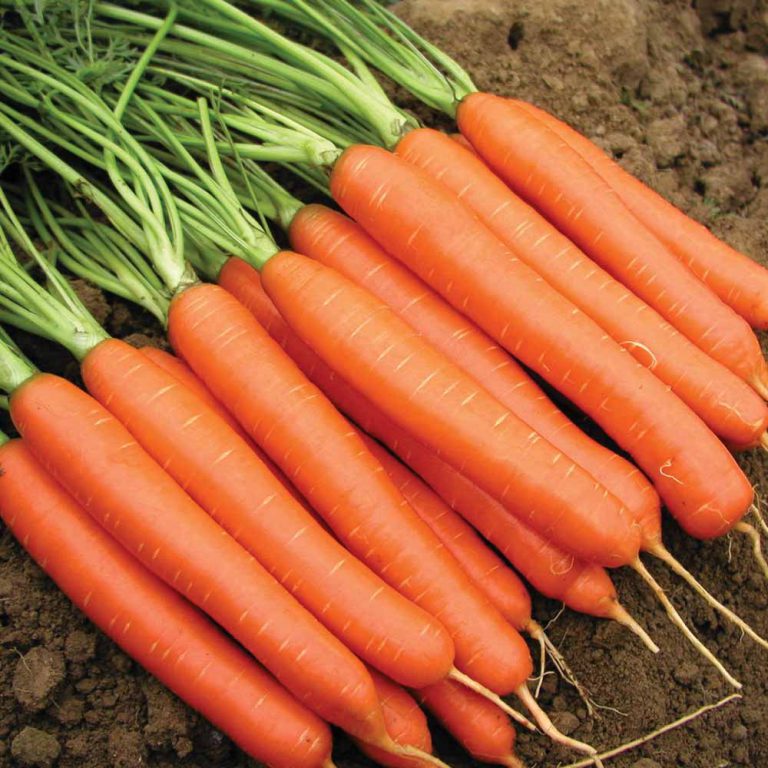 CARROT NEW KURODA – Asian and tropical vegetable seeds