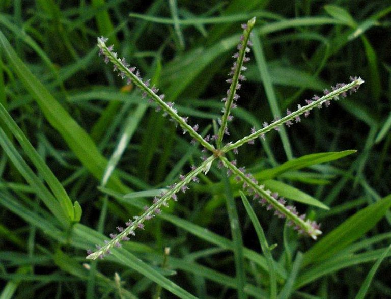 BERMUDA GRASS CYNODON DACTYLON – Asian and tropical vegetable seeds