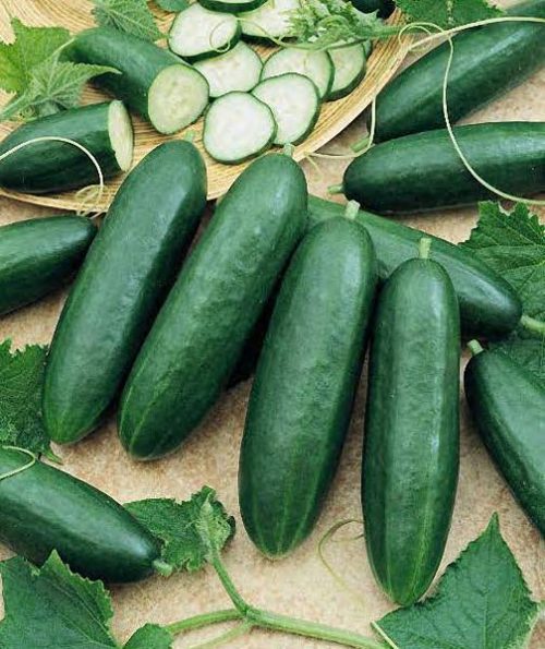 Cucumbers – Asian and tropical vegetable seeds