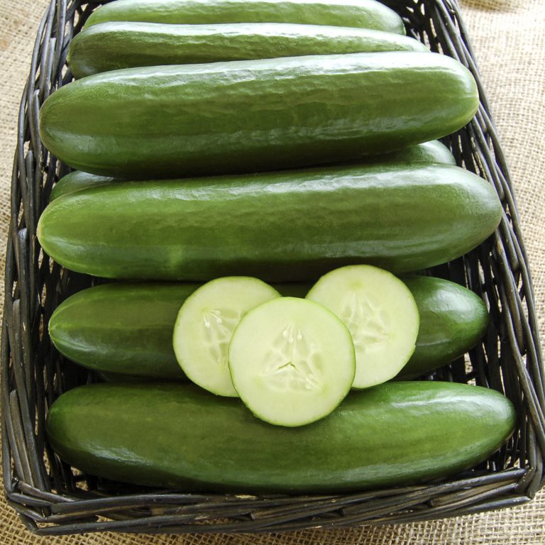 CUCUMBER F1 ELEPHANT – Asian and tropical vegetable seeds