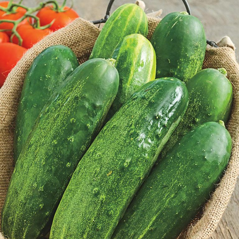 CUCUMBER ROCKET (FUSEE) – Asian and tropical vegetable seeds