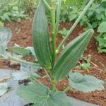 OKRA INDIANA – Asian and tropical vegetable seeds