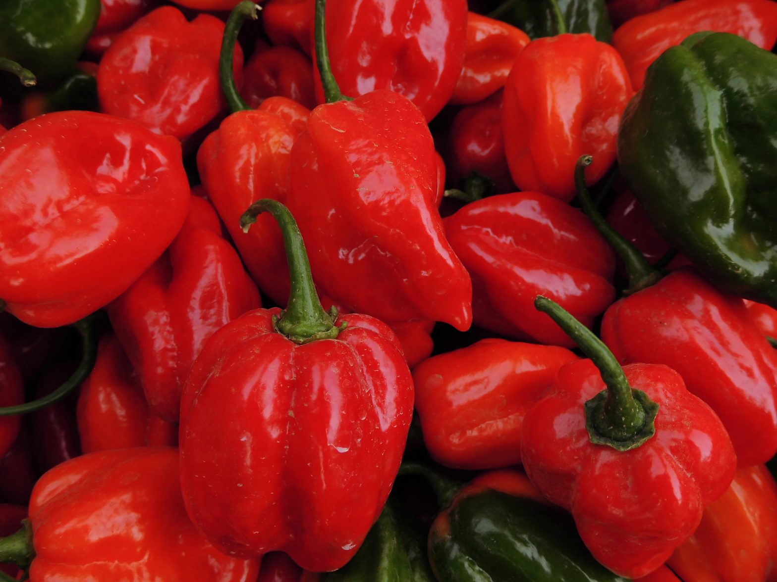 Hot Pepper – Asian and tropical vegetable seeds