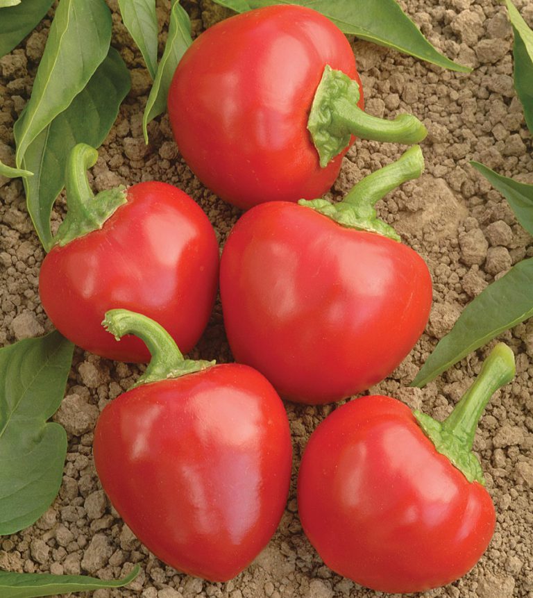 PIMENT BOULE DE FEU – Asian and tropical vegetable seeds