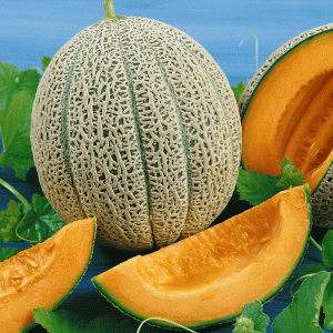 MELON F1 BAKARA – Asian and tropical vegetable seeds