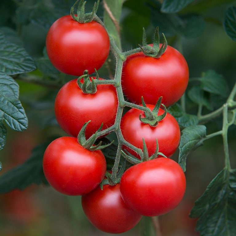 TOMATO F1 T-12 – Chợ thực phẩm