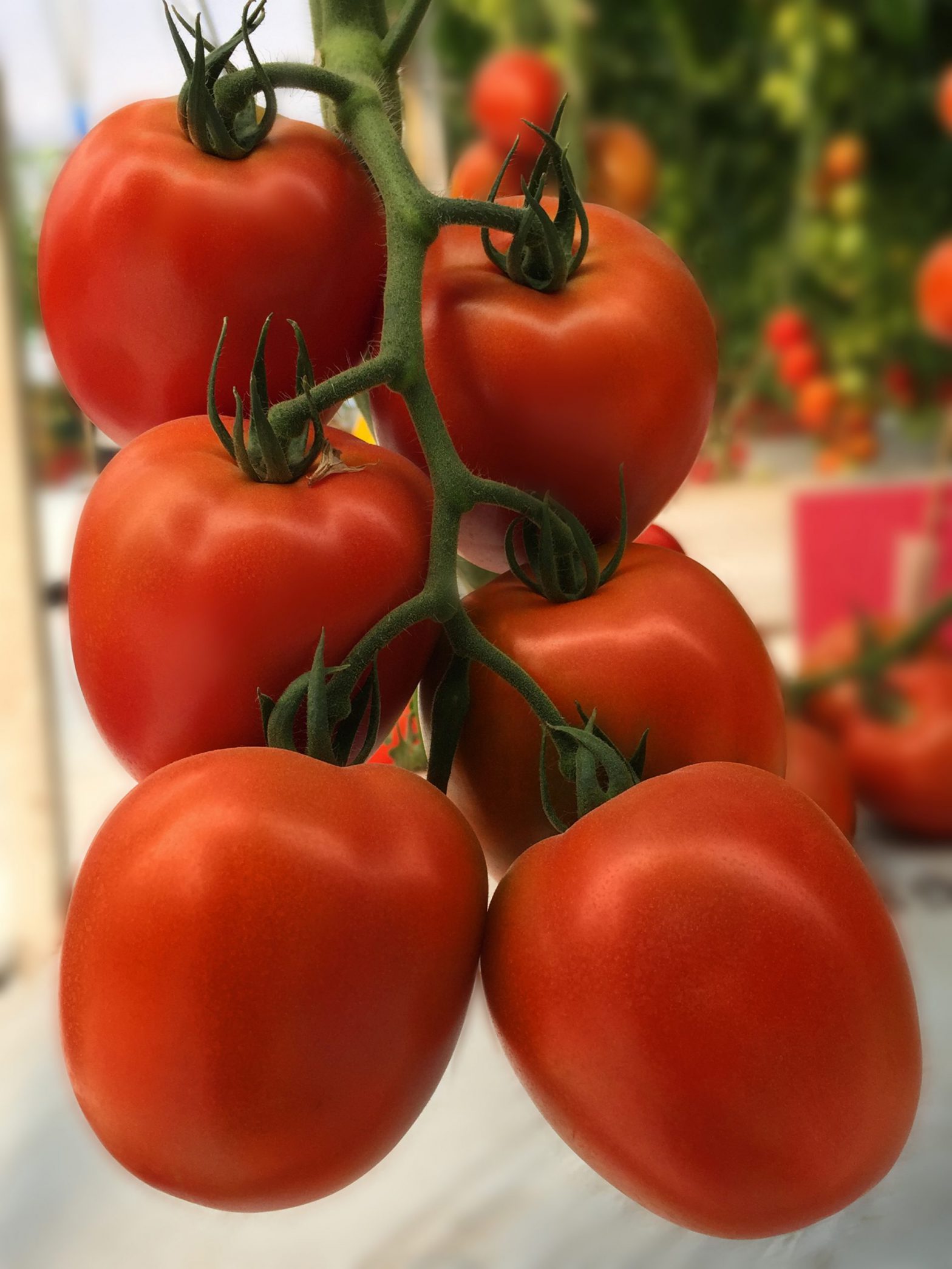 TOMATO TIMA – Asian and tropical vegetable seeds
