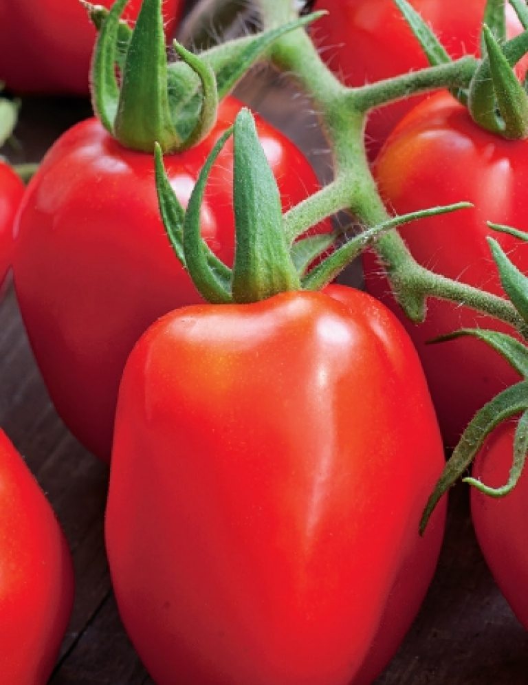 TOMATE ROMA VF – Asian and tropical vegetable seeds