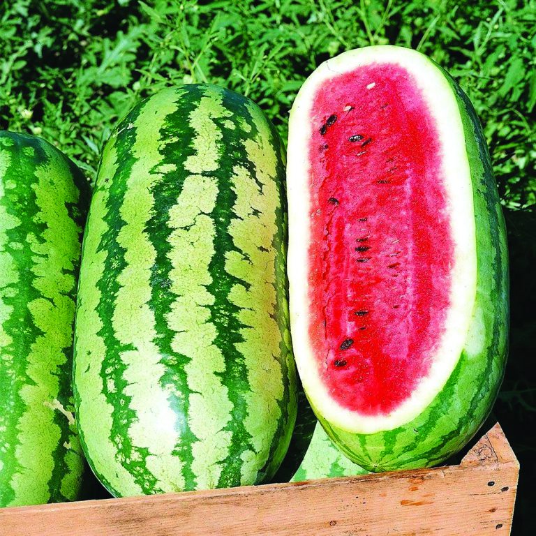 WATERMELON FIESTA – Asian and tropical vegetable seeds