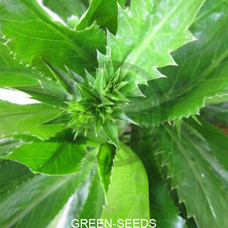 ERYNGIUM SEED – Asian and tropical vegetable seeds