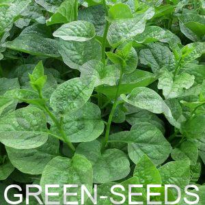 GREEN ” MUNG TOI “ – Asian and tropical vegetable seeds