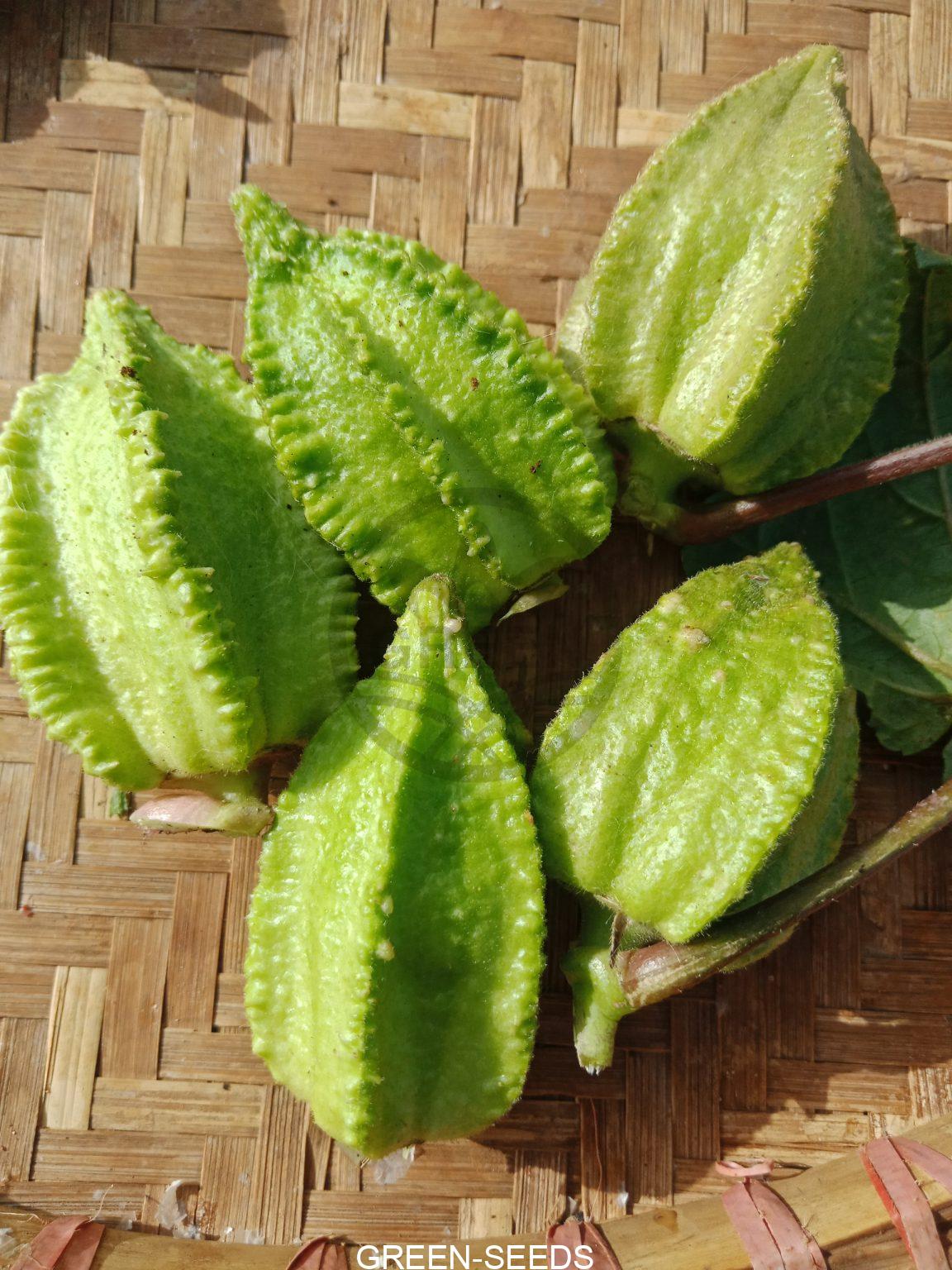 OKRA INDIANA – Asian and tropical vegetable seeds