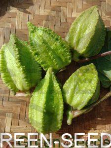 OKRA INDIANA – Asian and tropical vegetable seeds