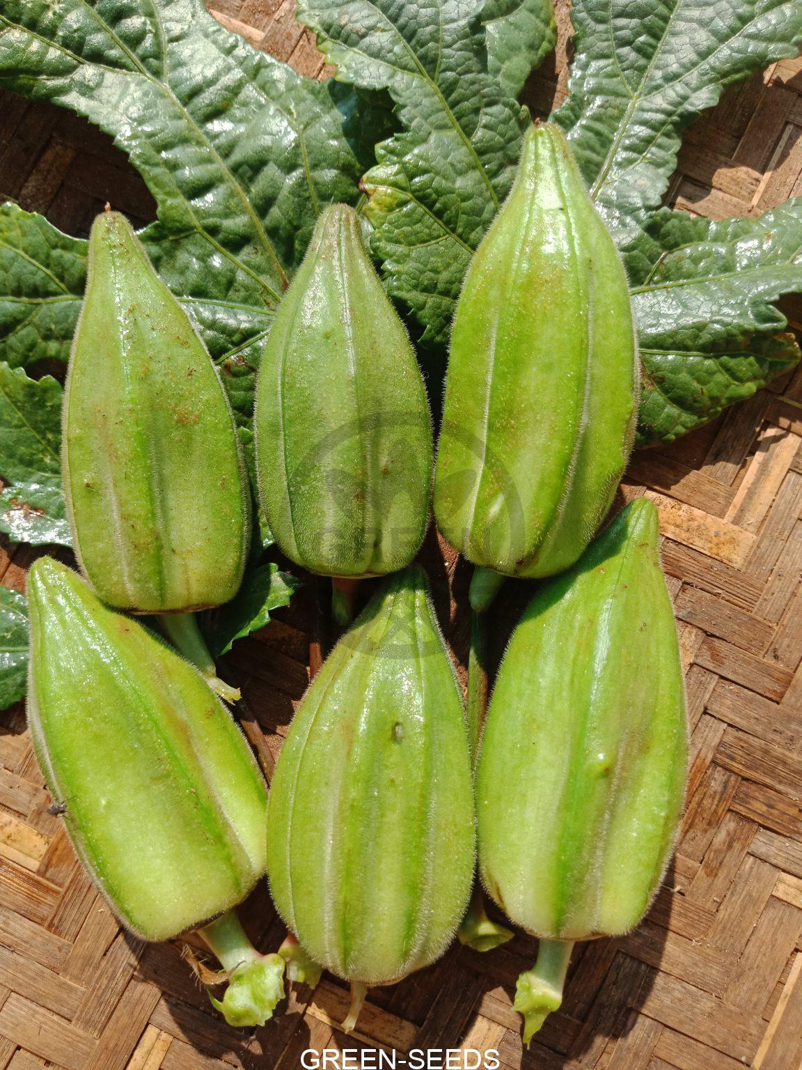 OKRA INDIANA – Asian and tropical vegetable seeds