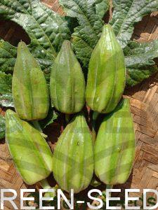 OKRA INDIANA – Asian and tropical vegetable seeds