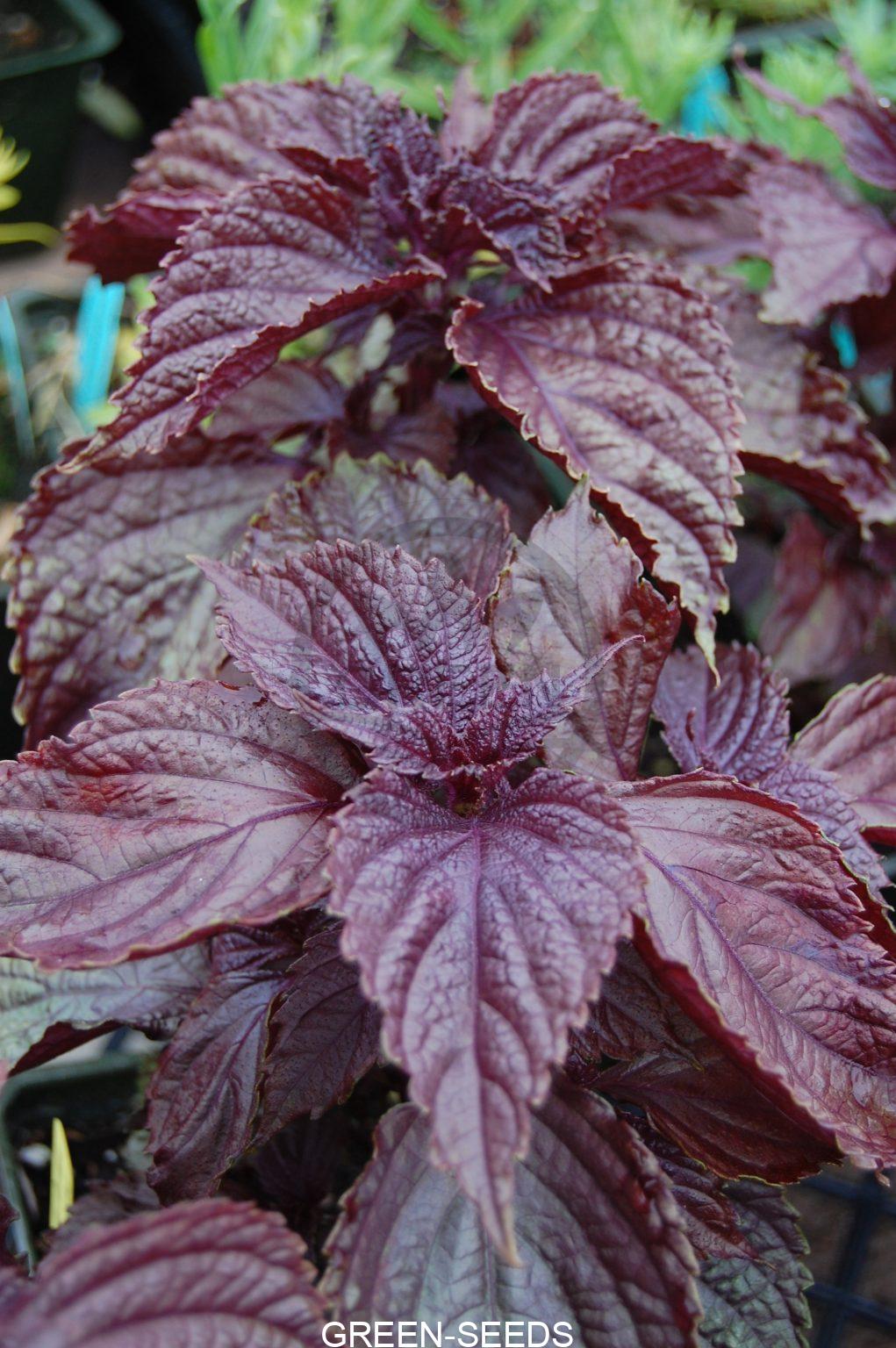 PERILLA MINT – Asian and tropical vegetable seeds