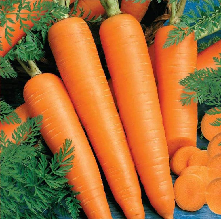 CARROT KURODA SELECTION – Asian and tropical vegetable seeds